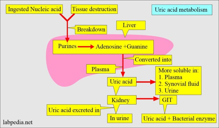 Uric acid, Blood Uric Acid - Labpedia.net