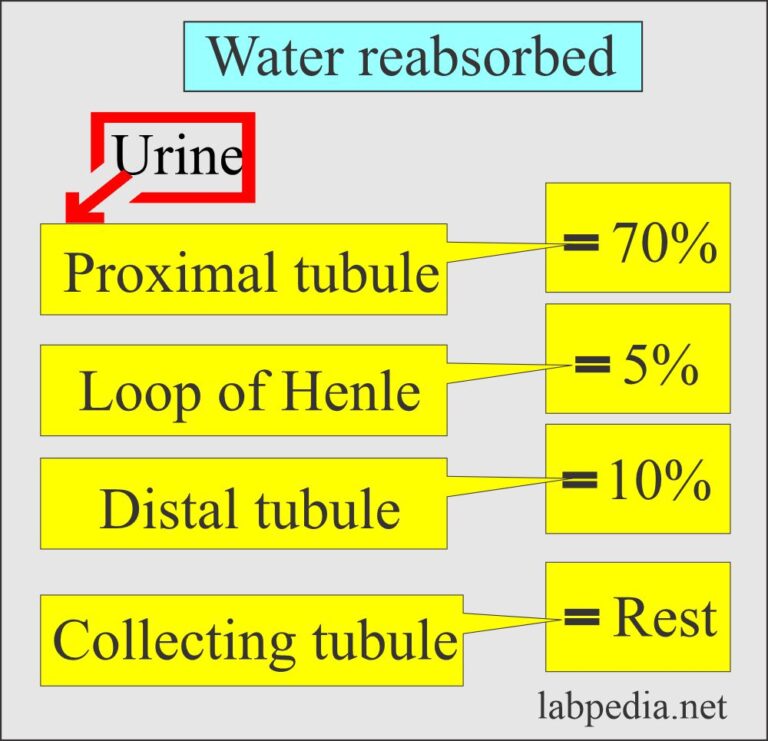 Urine Formation, Types of Urine, and Urine Preservatives - Labpedia.net