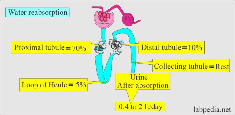 Urine Formation, Types of Urine, and Urine Preservatives - Labpedia.net