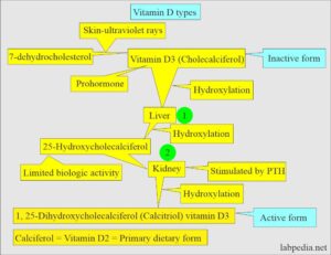 Vitamin D (Vitamin D2 and D3) - Labpedia.net