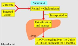 Vitamin A (Retinol, Retinoid and Carotenoid) - Labpedia.net