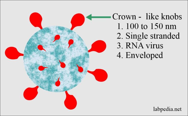Coronavirus Biology, Signs/Symptoms, Diagnosis and Treatment - Labpedia.net