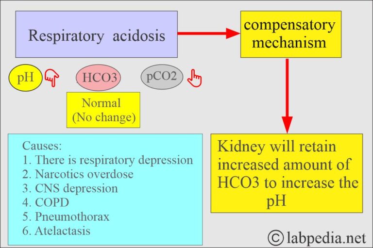 Understanding Respiratory Acidosis and Alkalosis Mechanisms