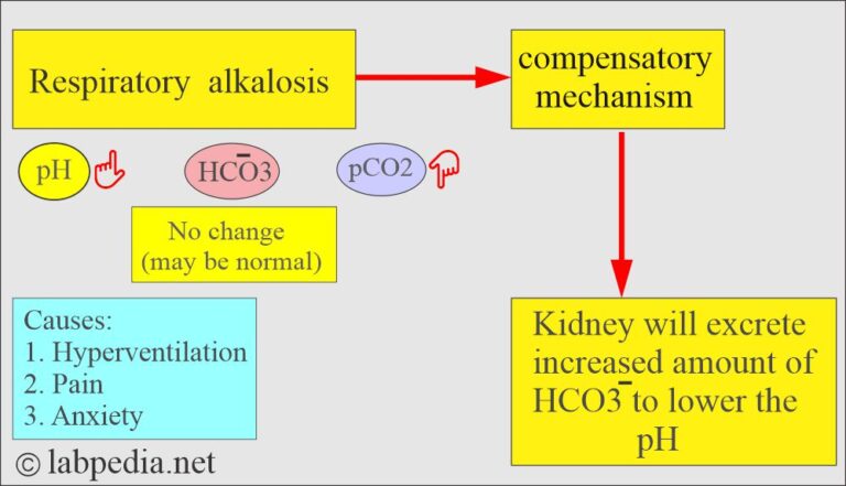 Understanding Bicarbonate Level (HCO3-) in Acid-Base Balance