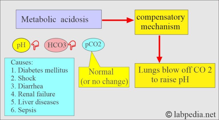 Understanding Bicarbonate Level (HCO3-) in Acid-Base Balance