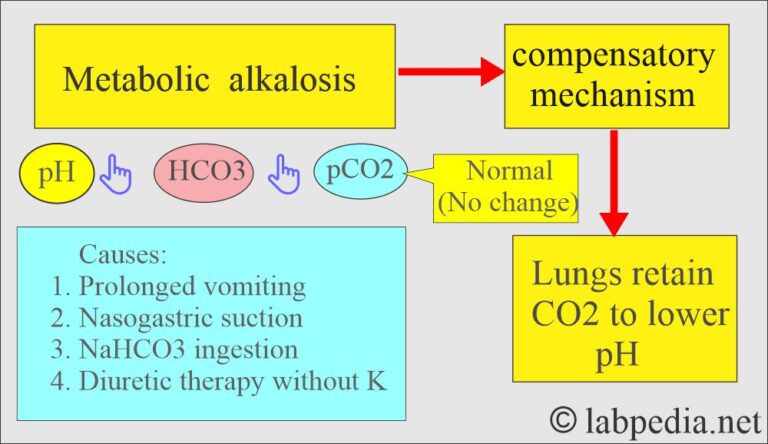 Understanding Bicarbonate Level (HCO3-) in Acid-Base Balance
