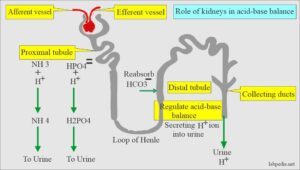 Acid-base Balance:- Part 1 - Introduction to the Acid-Base Balance ...