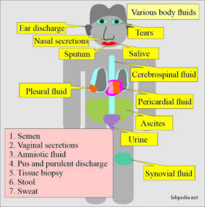 Body fluids, Their Importance, and Risk of Infections - Labpedia.net