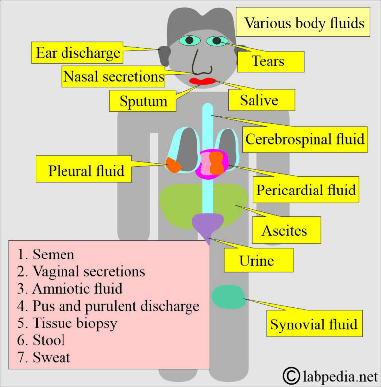 Body fluids, Their Importance, and Risk of Infections - Labpedia.net