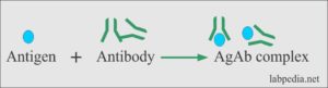 Chapter 6: Immunological (Antigen and Antibody) Reactions, Monoclonal ...