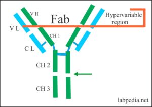 Chapter 6: Immunological (Antigen and Antibody) Reactions, Monoclonal ...