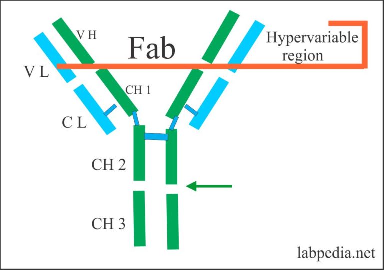 Chapter 6: Immunological (Antigen and Antibody) Reactions, Monoclonal ...