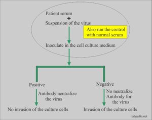 Chapter 6: Immunological (Antigen and Antibody) Reactions, Monoclonal ...