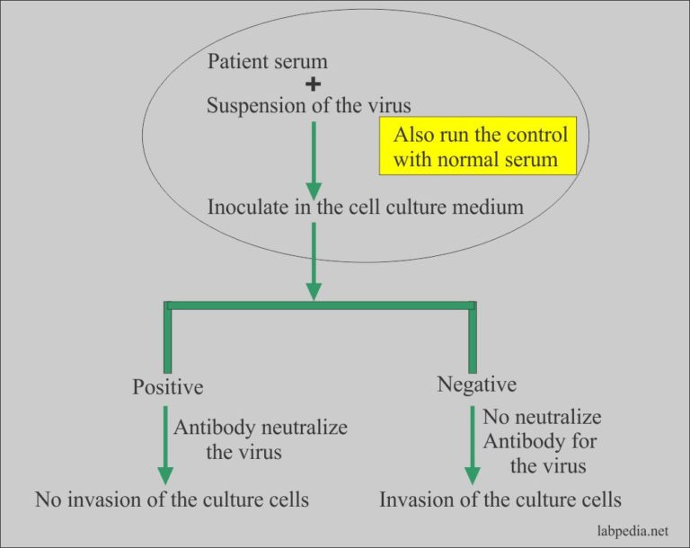 Chapter 6: Immunological (Antigen and Antibody) Reactions, Monoclonal ...