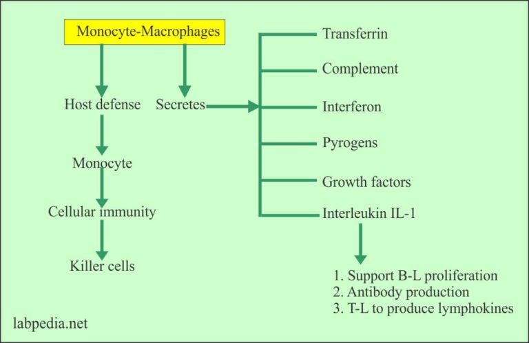 Chapter 7: Immune cells, Nonspecific immune cells - Labpedia.net
