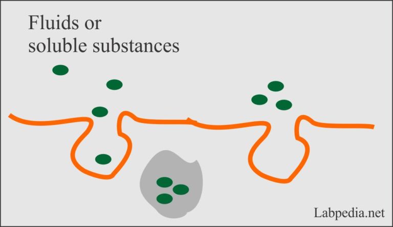 Chapter 7: Immune cells, Nonspecific immune cells - Labpedia.net