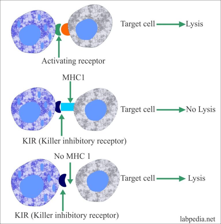 Chapter 8: Specific Immune cells, B and T Lymphocytes, NK cell, Null ...