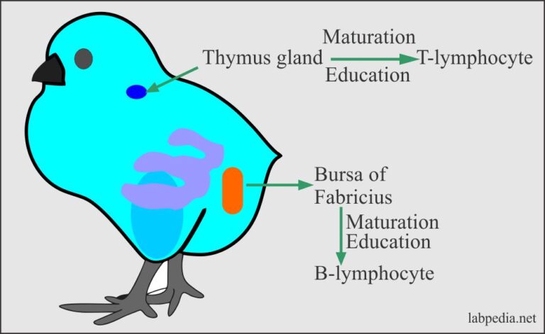 Chapter 8 Specific Immune Cells B And T Lymphocytes Nk Cell Null