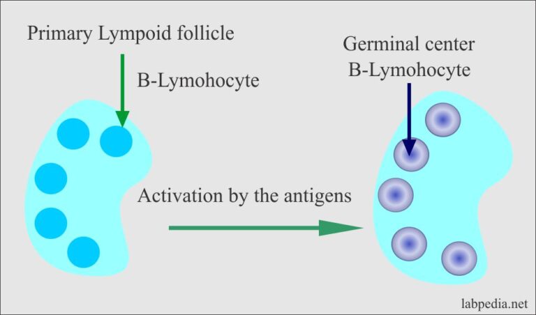 Chapter 8: Specific Immune cells, B and T Lymphocytes, NK cell, Null ...