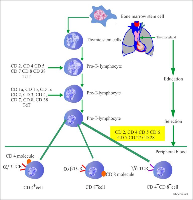 Chapter 8: Specific Immune cells, B and T Lymphocytes, NK cell, Null ...