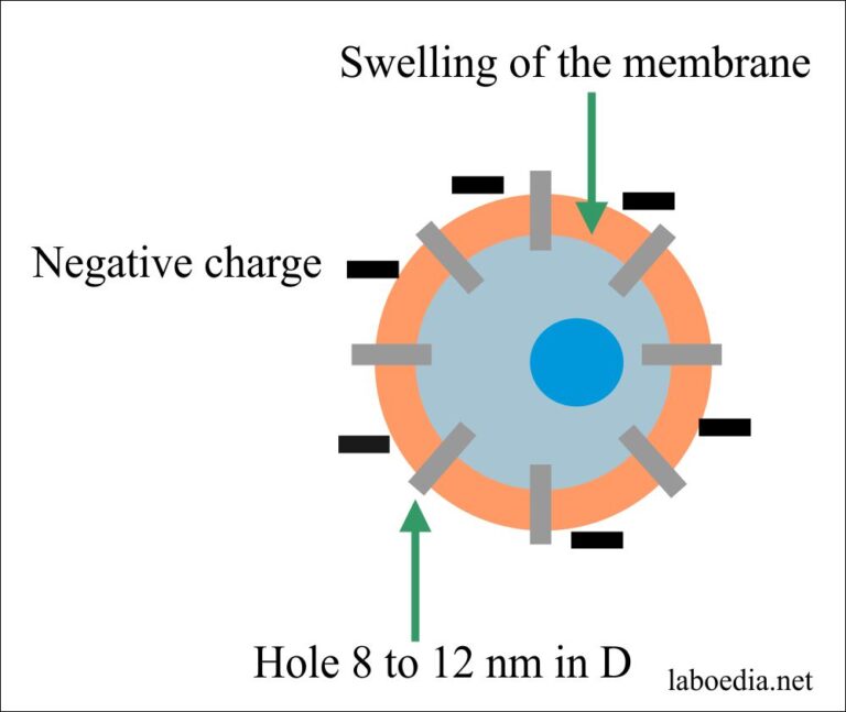 Chapter 9: Complement (Complement System) - Labpedia.net