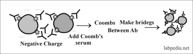 Chapter 12: Type II Hypersensitivity Reaction and ADCC (Cytotoxic ...