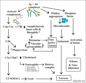 Chapter 13: Hypersensitivity Reaction Type III, Immune Complex Disease ...