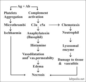 Chapter 13: Hypersensitivity Reaction Type III, Immune Complex Disease ...