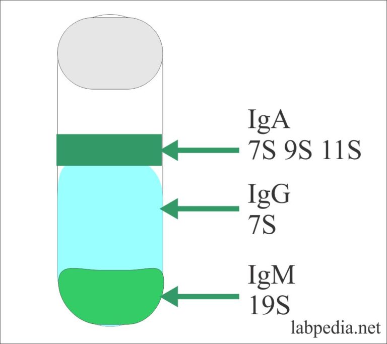 Chapter 4: Antibody (Ig), Immunoglobulins Structure - Labpedia.net