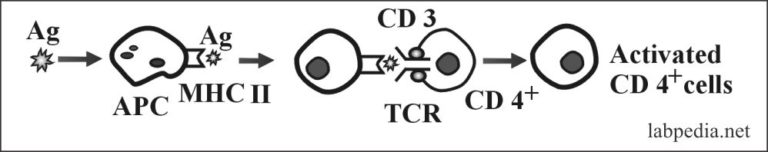 Chapter 14: Hypersensitivity Reaction Type IV, Cell Mediated Delayed ...