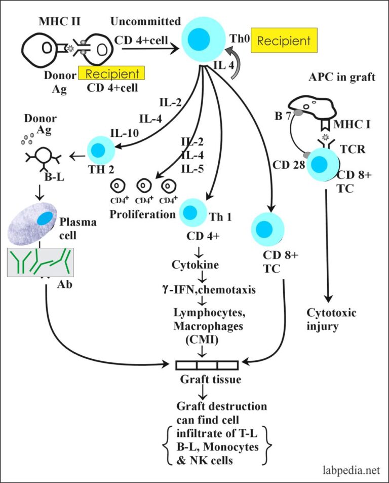Chapter 15: Transplantation and Rejection Phenomenon - Labpedia.net