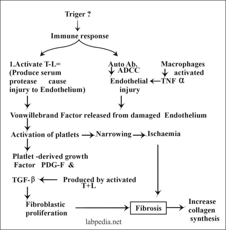 Chapter 20: Autoimmune diseases, Progressive Systemic Sclerosis (PSS ...