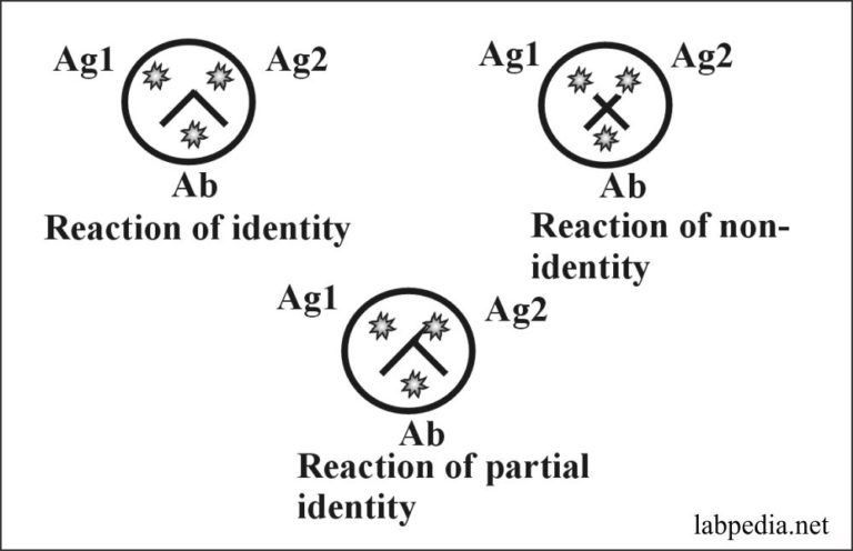 Chapter 30: Serological Tests and Its Basis - Labpedia.net