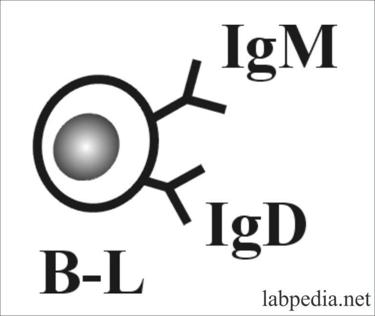 Chapter 5: Immunoglobulins and Their Properties - Labpedia.net