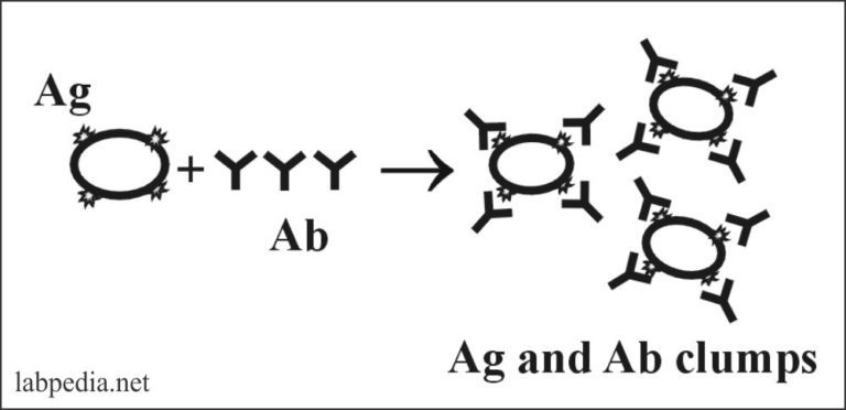 Chapter 6: Immunological (Antigen and Antibody) Reactions, Monoclonal ...