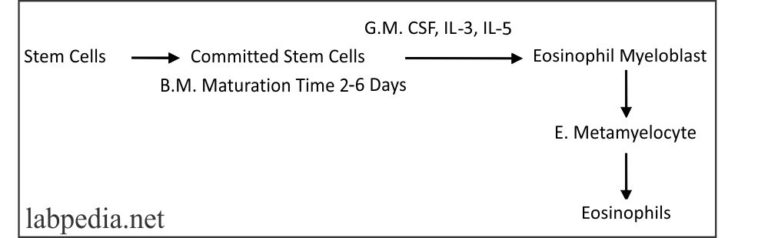 Chapter 7: Immune cells, Nonspecific immune cells - Labpedia.net