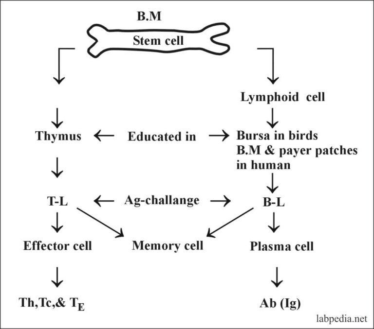 Chapter 8: Specific Immune cells, B and T Lymphocytes, NK cell, Null ...