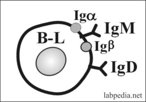 Chapter 8: Specific Immune cells, B and T Lymphocytes, NK cell, Null ...