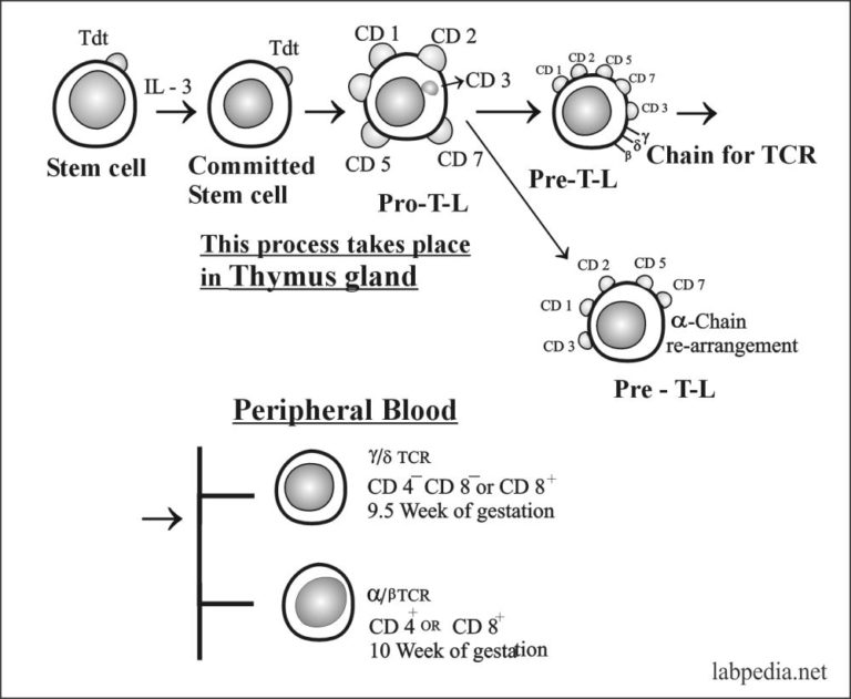 Chapter 8: Specific Immune cells, B and T Lymphocytes, NK cell, Null ...