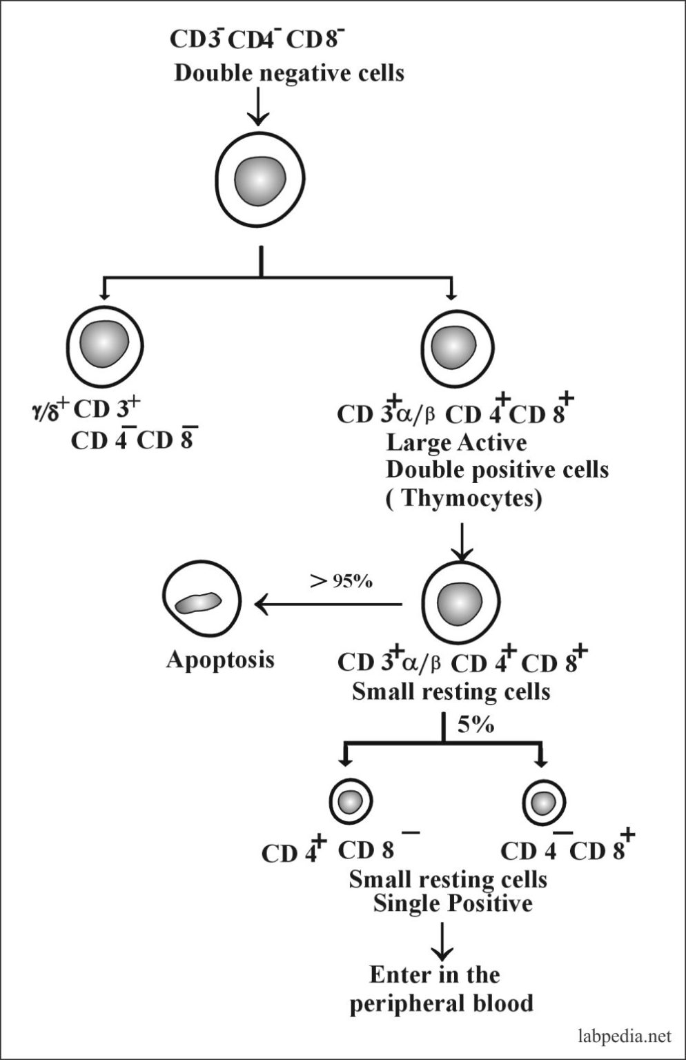 Chapter 8: Specific Immune cells, B and T Lymphocytes, NK cell, Null ...