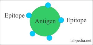 Chapter 3: Immunogen and Antigen - Labpedia.net