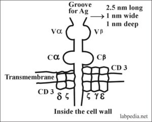 Chapter 8: Specific Immune cells, B and T Lymphocytes, NK cell, Null ...