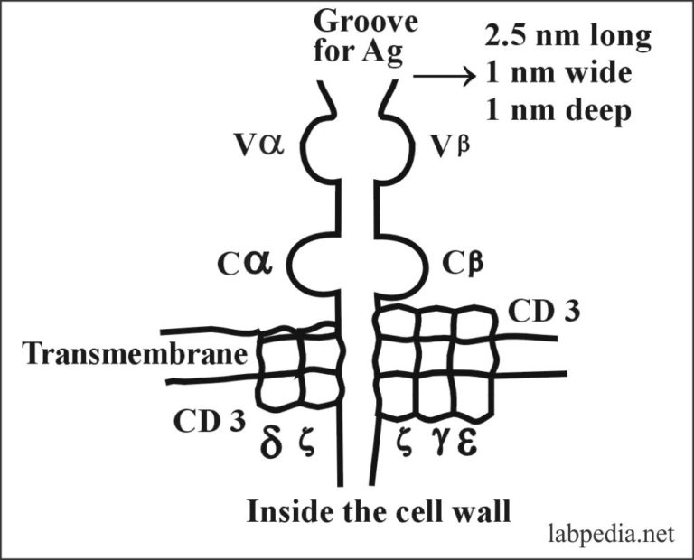 Chapter 8: Specific Immune cells, B and T Lymphocytes, NK cell, Null ...