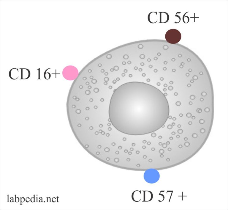 Chapter 8: Specific Immune cells, B and T Lymphocytes, NK cell, Null ...