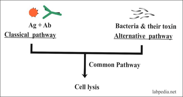 Chapter 9: Complement (Complement System) - Labpedia.net