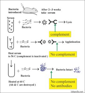 Chapter 9: Complement (Complement System) - Labpedia.net