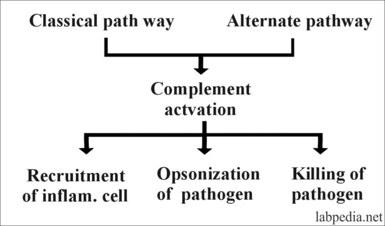 Chapter 9: Complement (Complement System) - Labpedia.net