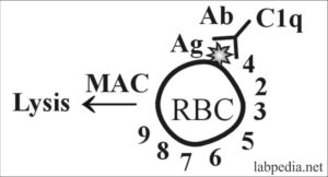 Chapter 9: Complement (Complement System) - Labpedia.net