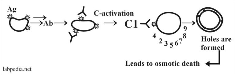 Chapter 9: Complement (Complement System) - Labpedia.net