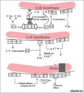 Chapter 9: Complement (Complement System) - Labpedia.net